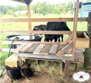 17 DIY Goat Milking Stands You Can Make Today - Mint Design Blog