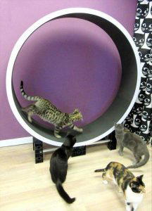 17 DIY Cat Wheel Plans - Mint Design Blog