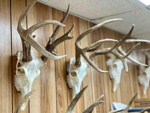 14 DIY European Mount Ideas For Classical Hunters - Mint Design Blog